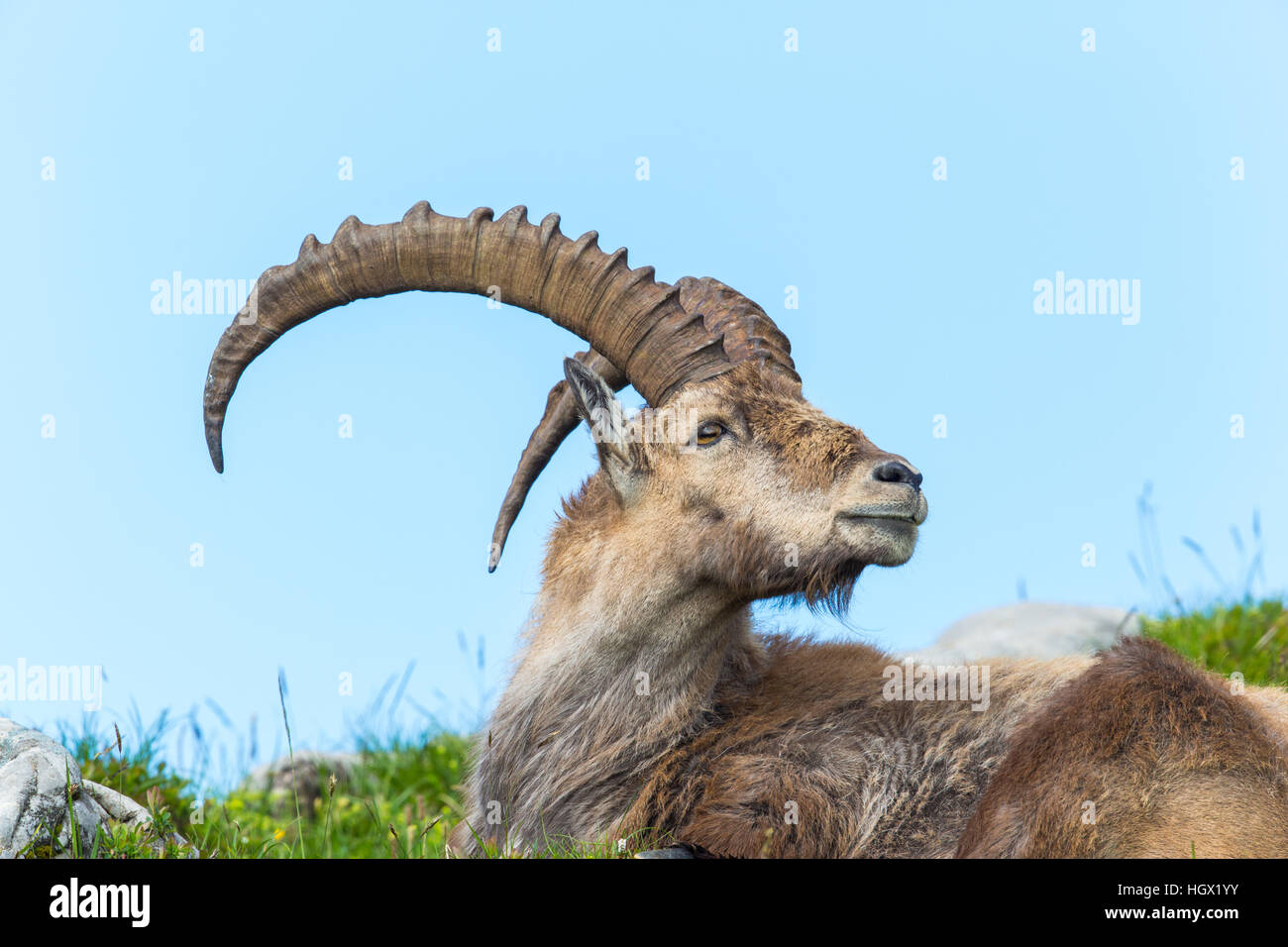 Alpine ibex hi-res stock photography and images - Alamy
