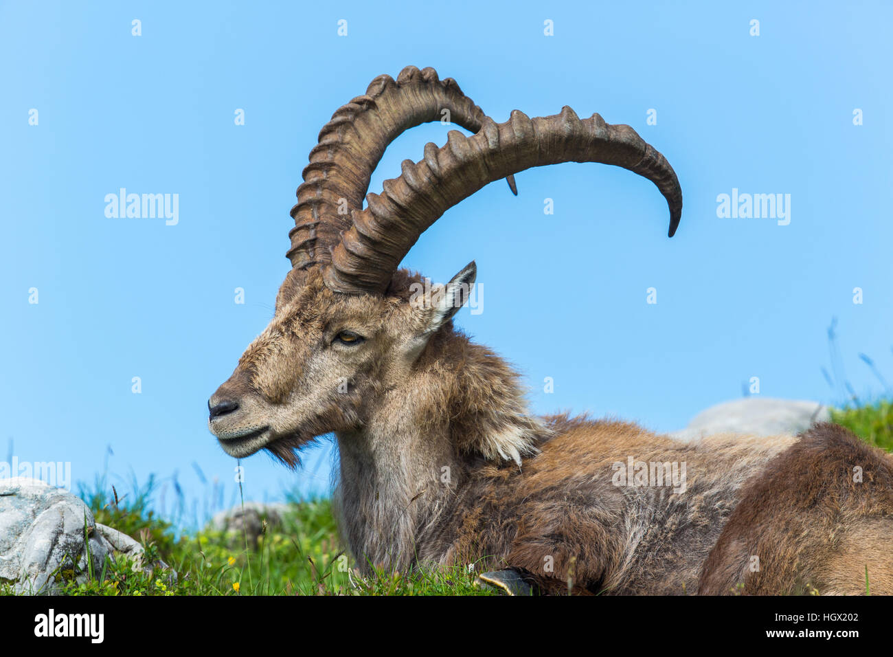 Natural alpine ibex sitting in meadow with blue sky Stock Photo - Alamy