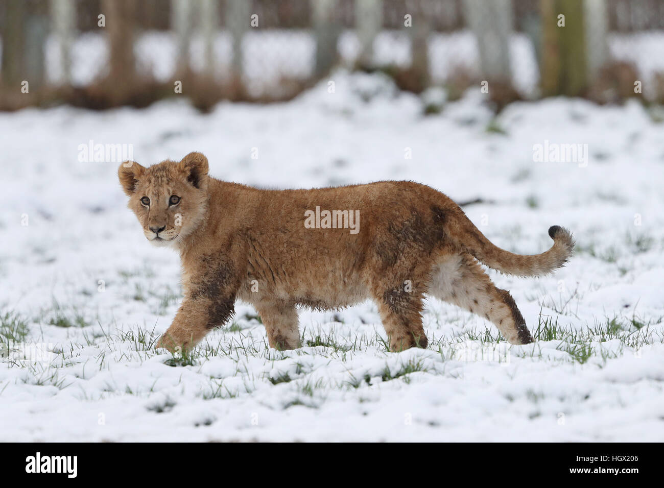 A lion cub in the snow at Blair Drummond Safari Park near Stirling ...