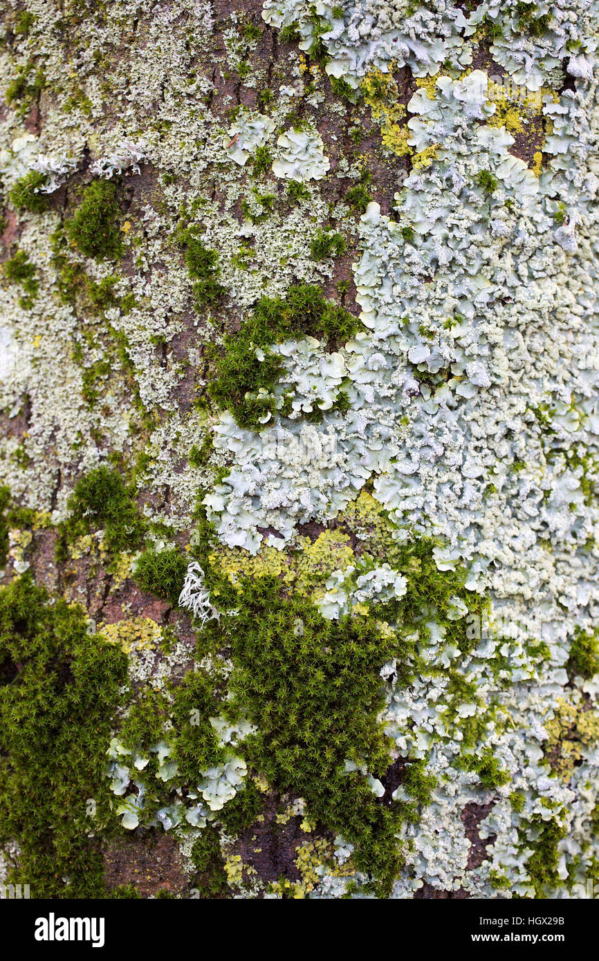 Several species of lichens and mosses on trunk of tree, Alblasserdam ...