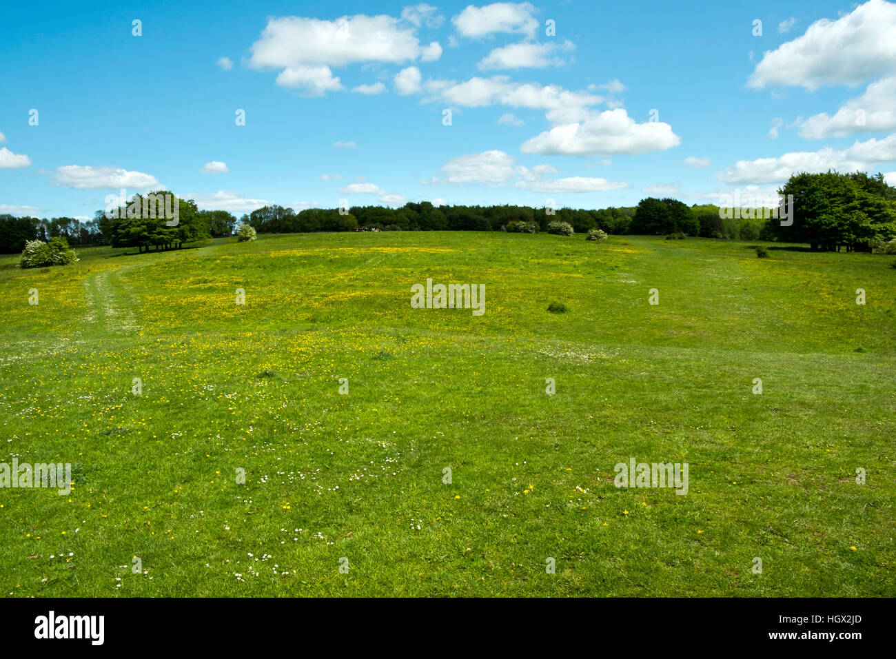 Open grasslands where The Cotswold Way long distance footpath passes ...