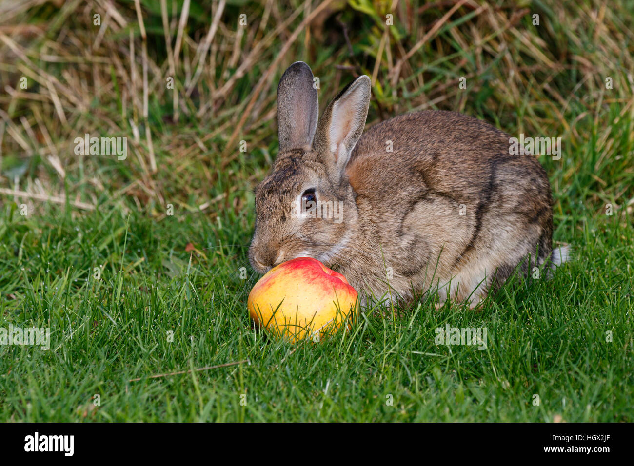 Rabbit adult hi-res stock photography and images - Alamy
