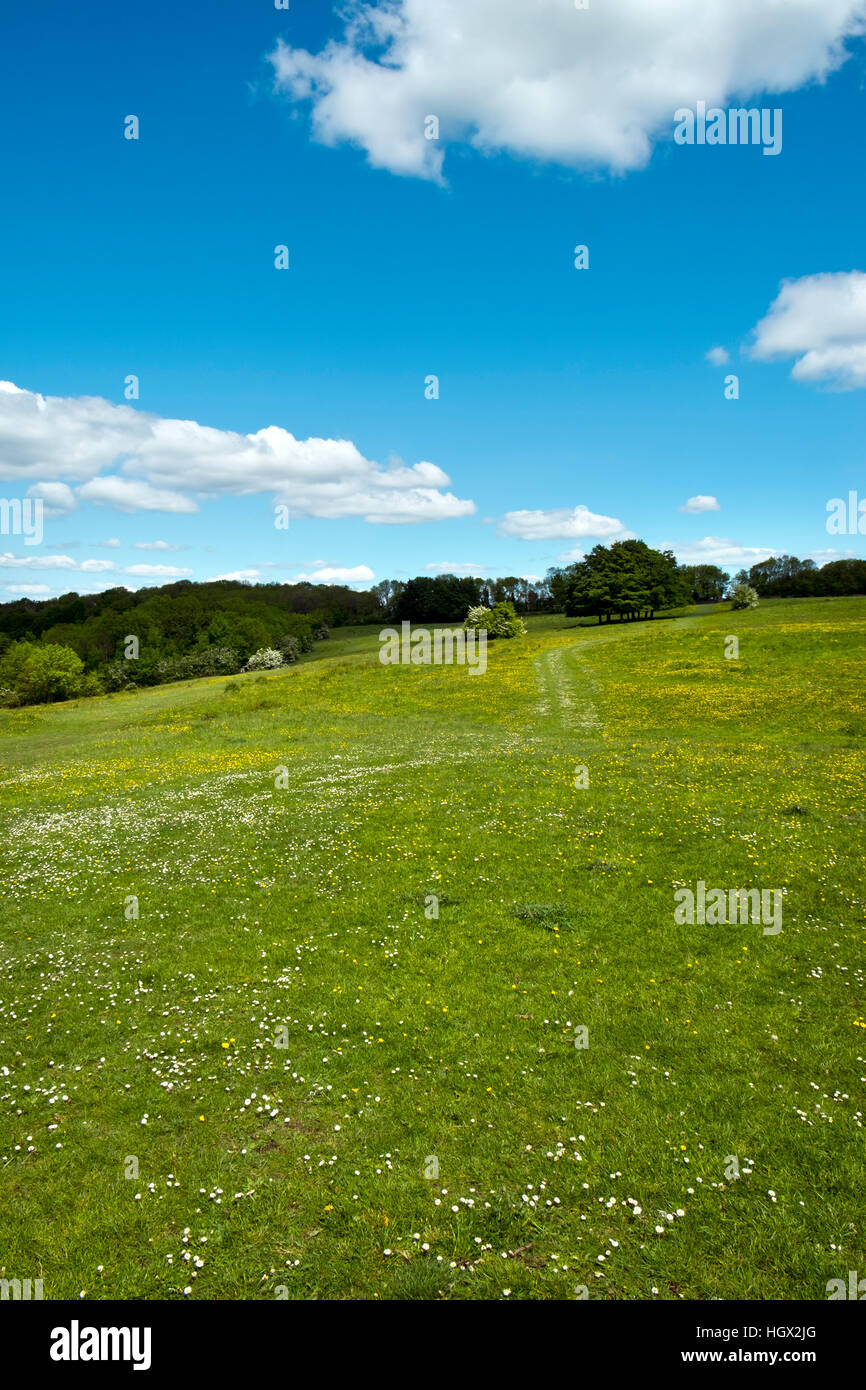 Open grasslands where The Cotswold Way long distance footpath passes ...