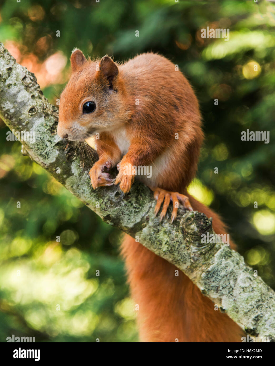Captive Red Squirrel at the British Wildlife Centre, Surrey, England ...