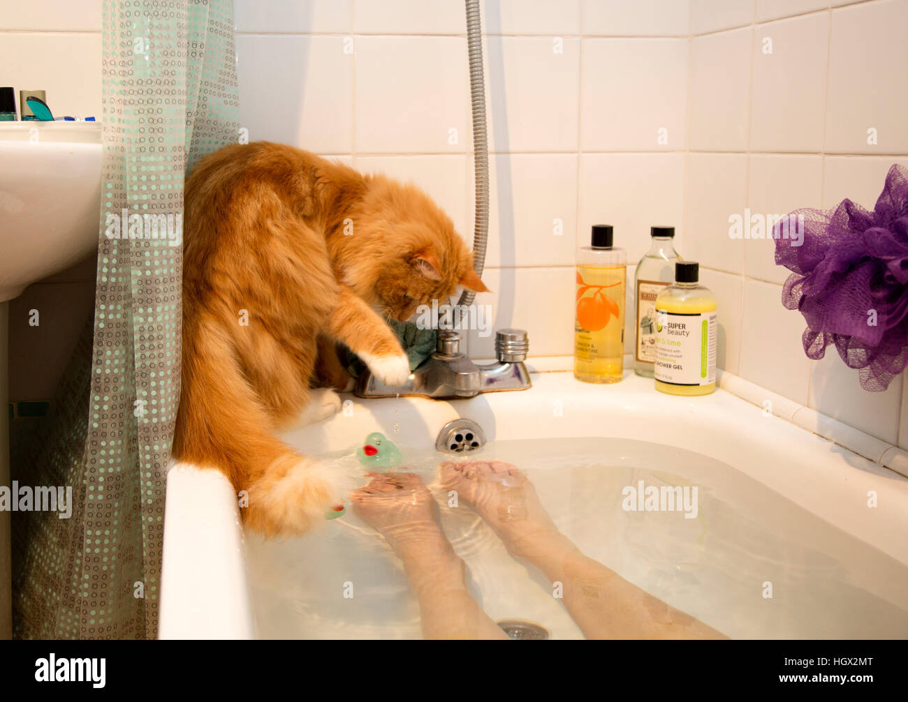 A ginger kitten/cat balances on the edge of a bath tub whilst a woman ...