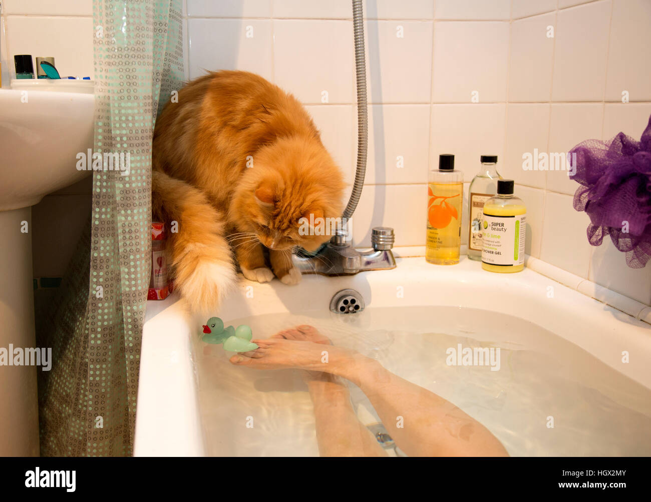 A ginger kitten/cat balances on the edge of a bath tub whilst a woman ...