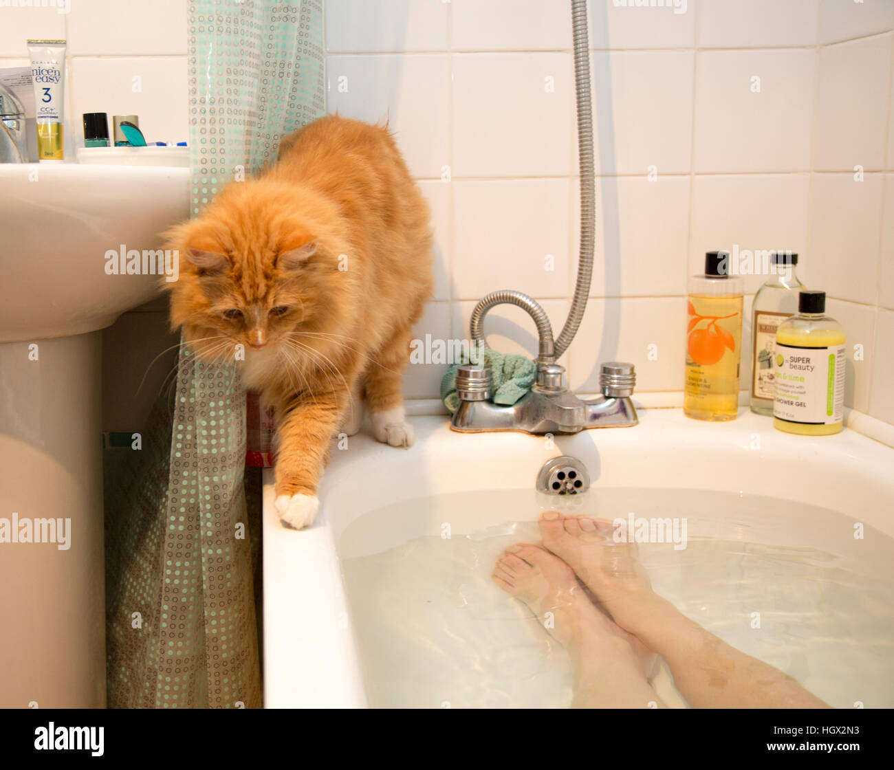 A ginger kitten/cat balances on the edge of a bath tub whilst a woman ...