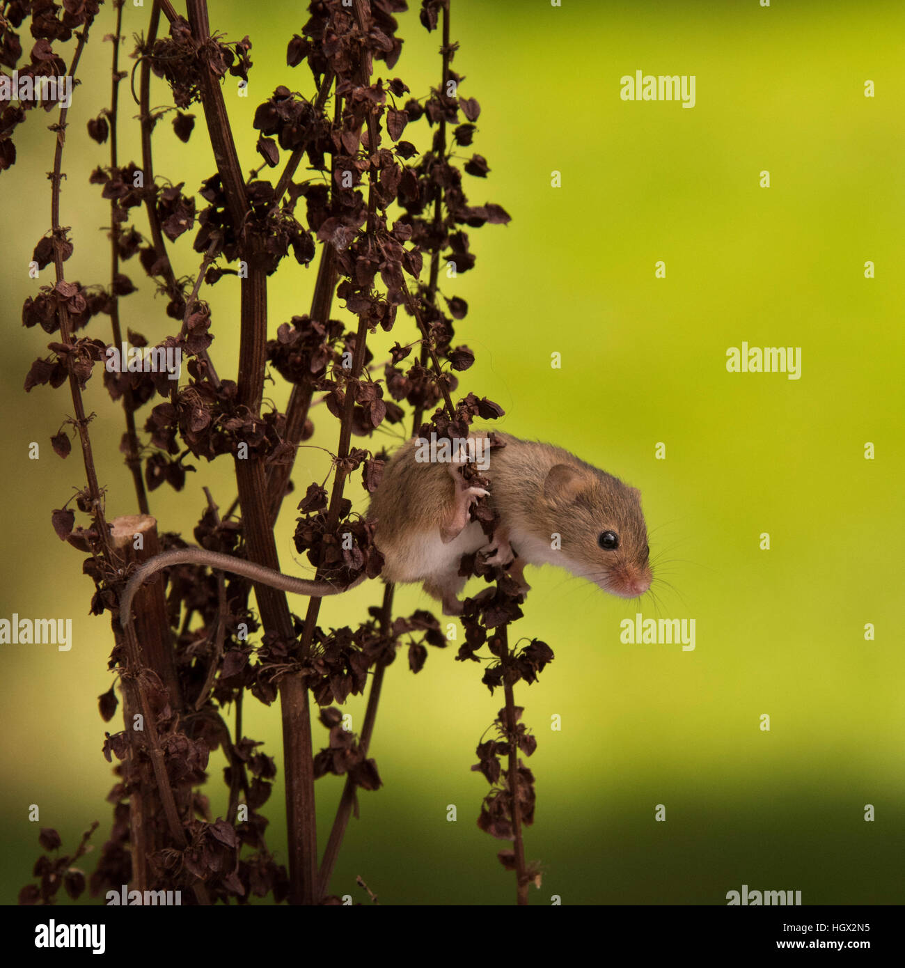 Captive European Harvest Mouse at the British Wildlife Centre, Surrey ...
