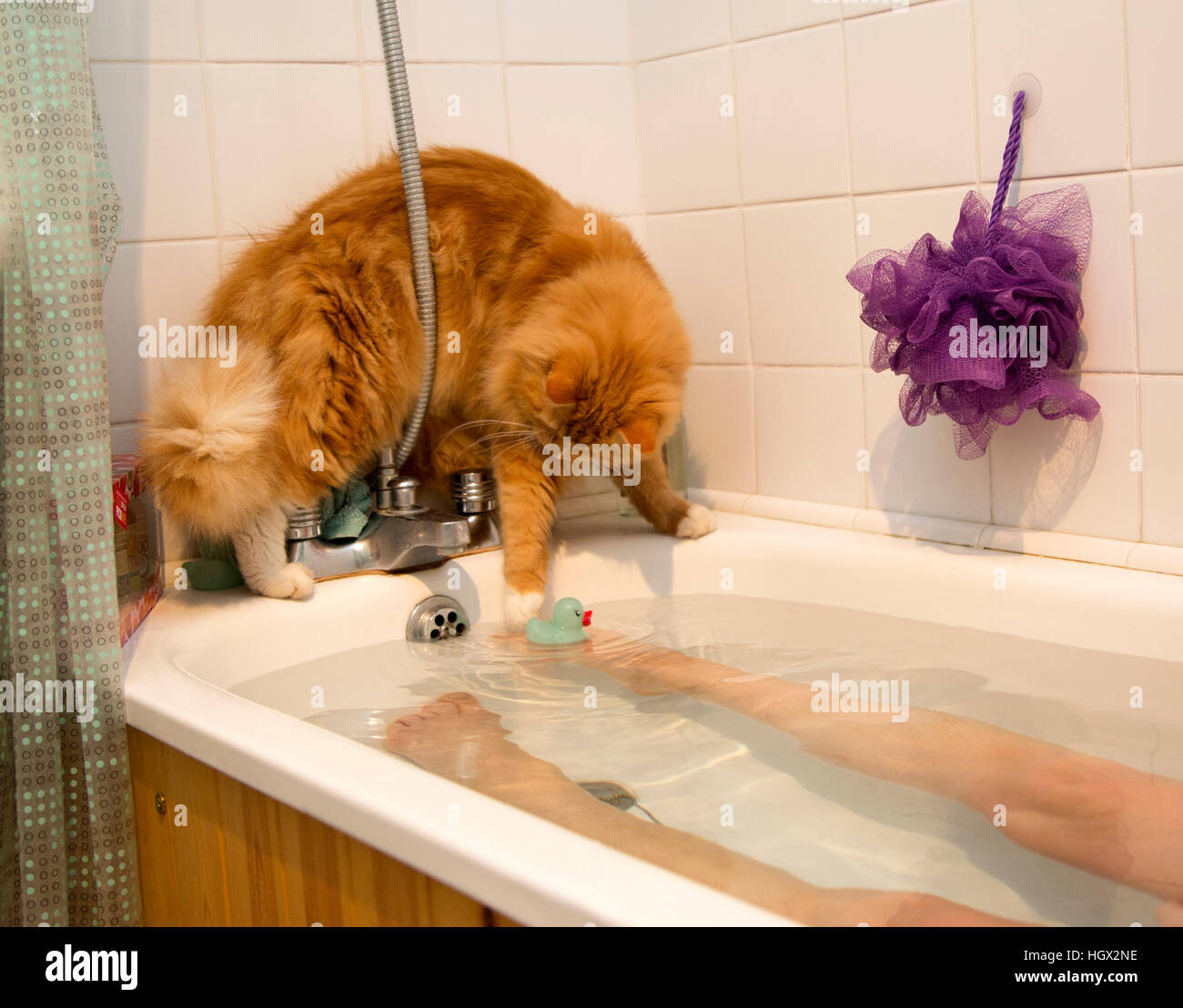 A ginger kitten/cat balances on the edge of a bath tub whilst a woman ...