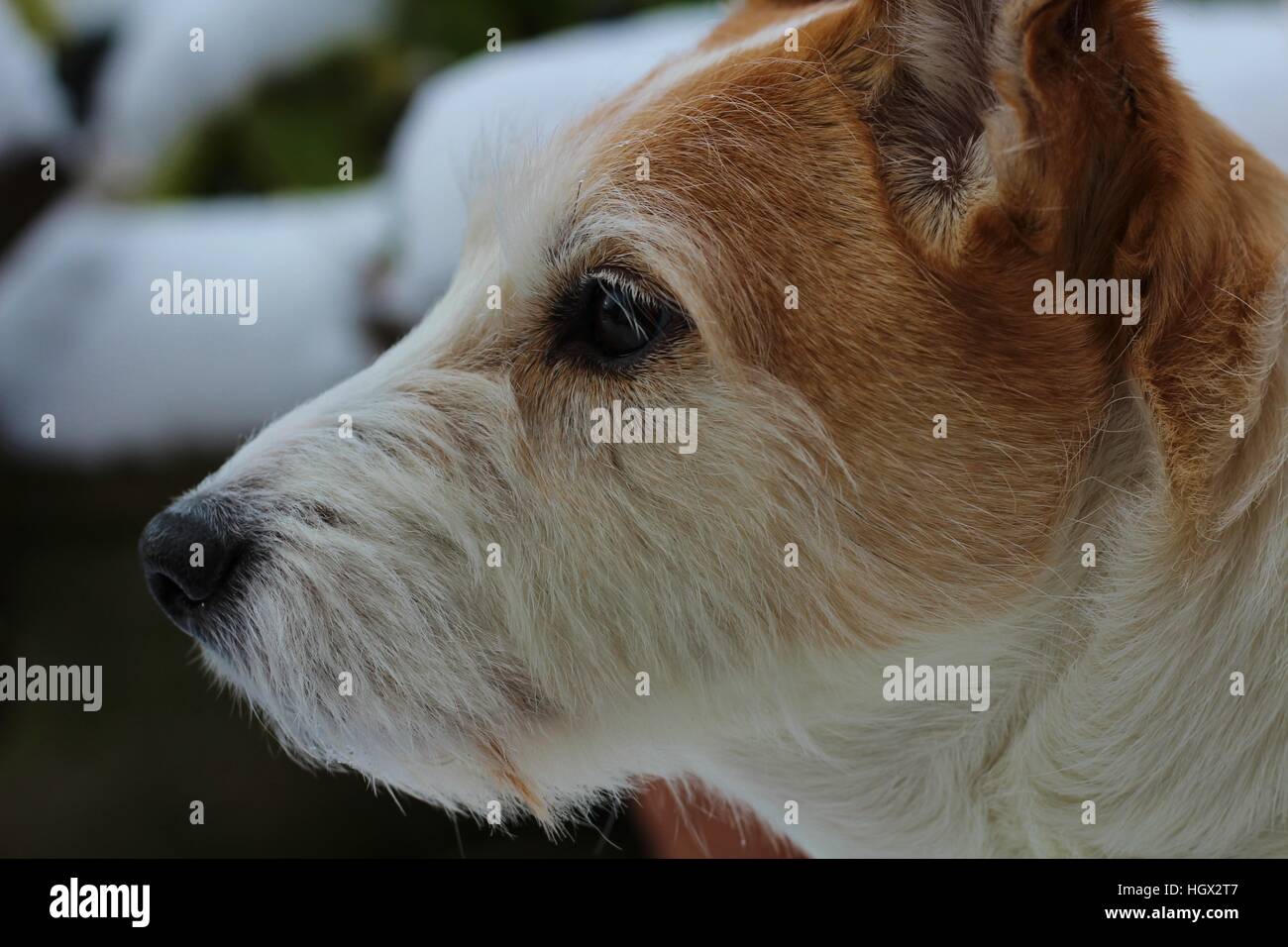 Boy jack russell hi-res stock photography and images - Alamy