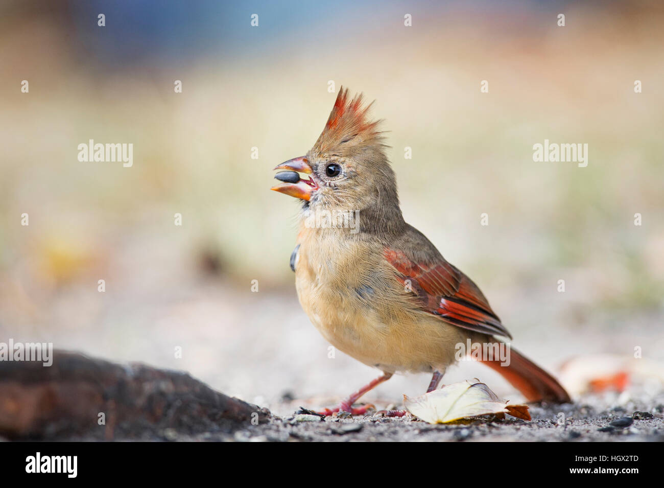 A female Northern Cardinal holds a seed in its beak as it eats on the ...