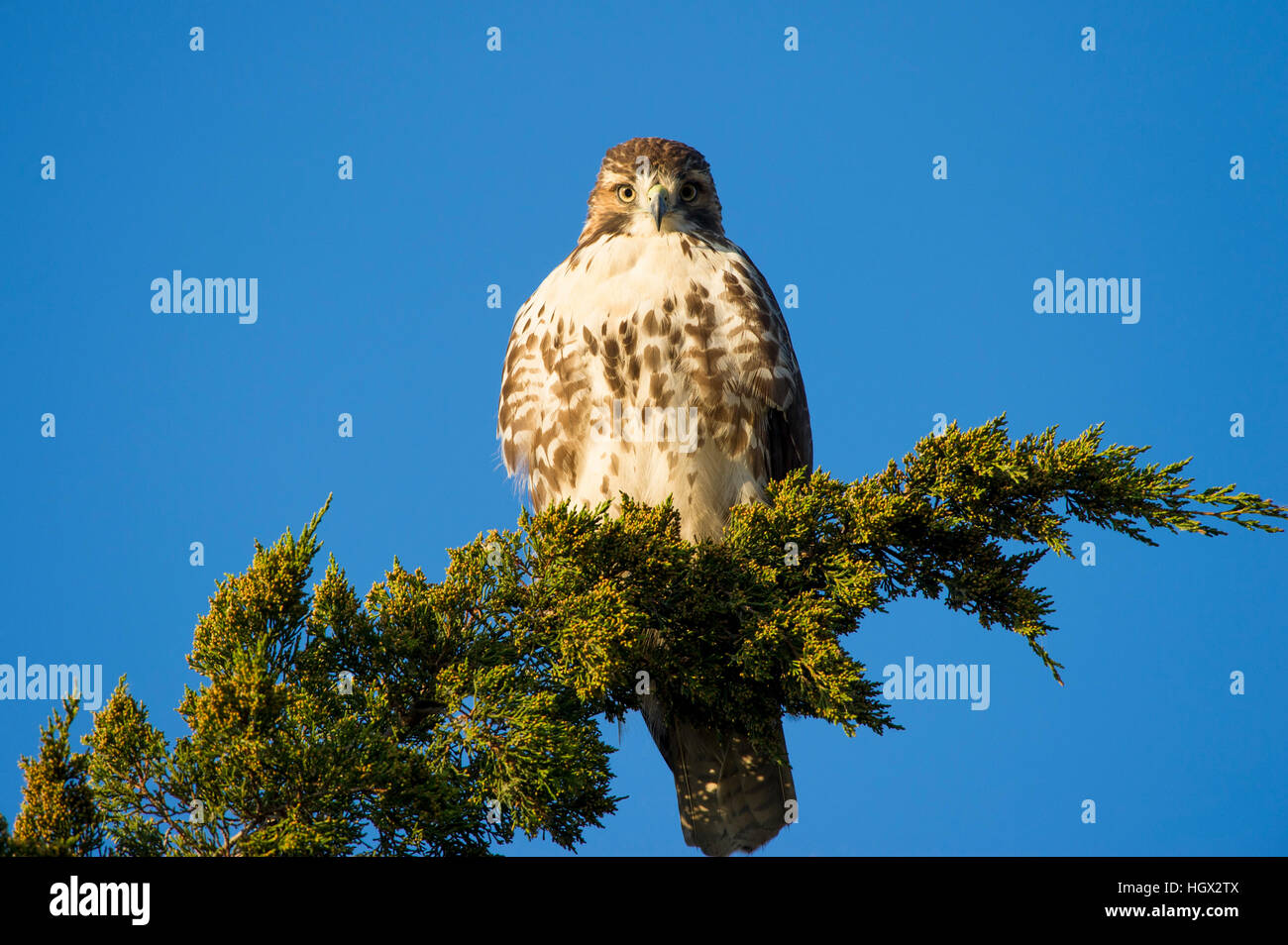 A Red-tailed Hawk stares directly at the camera while perched on a ...