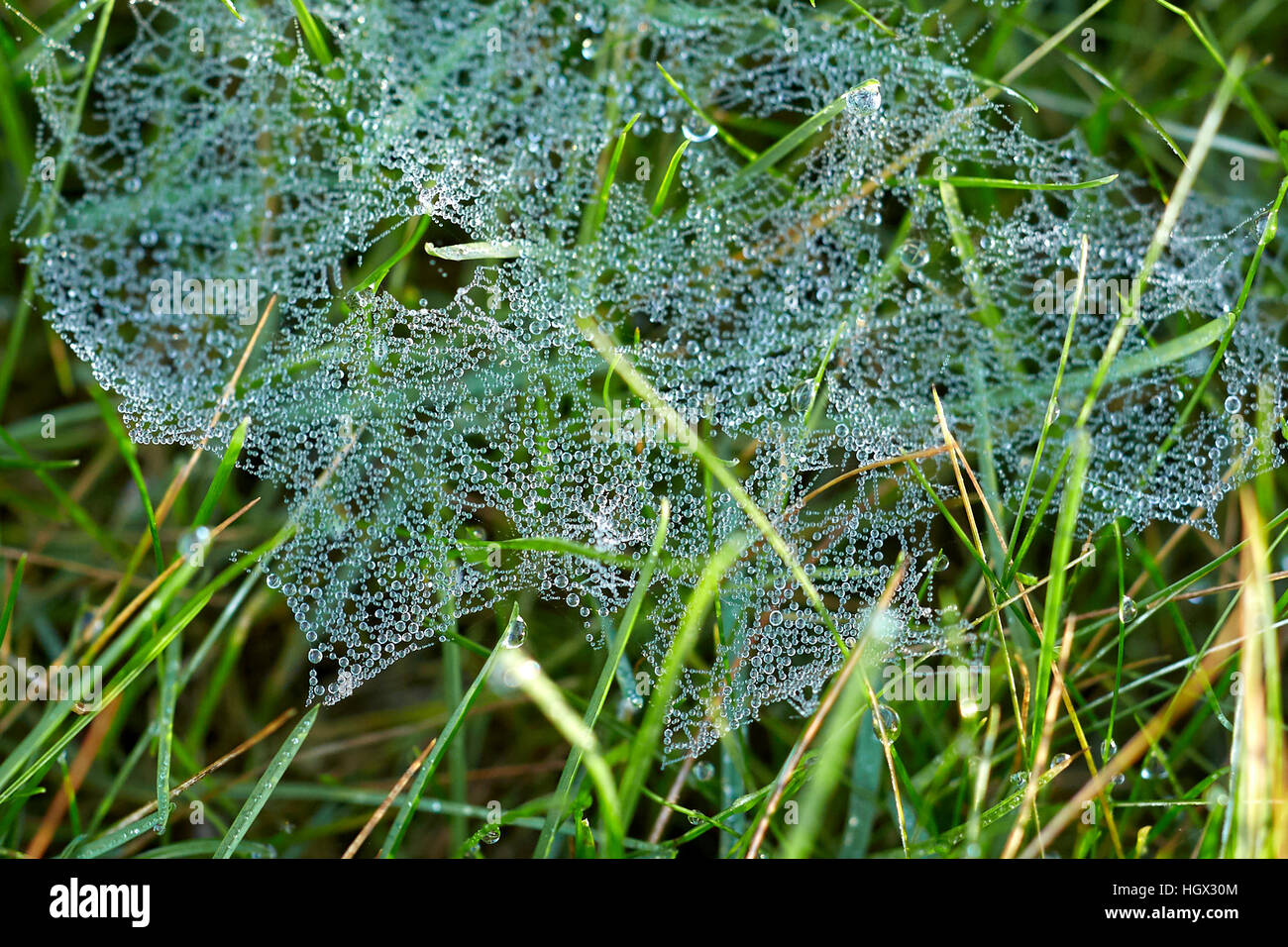 Dew covered cobwebs hi-res stock photography and images - Alamy
