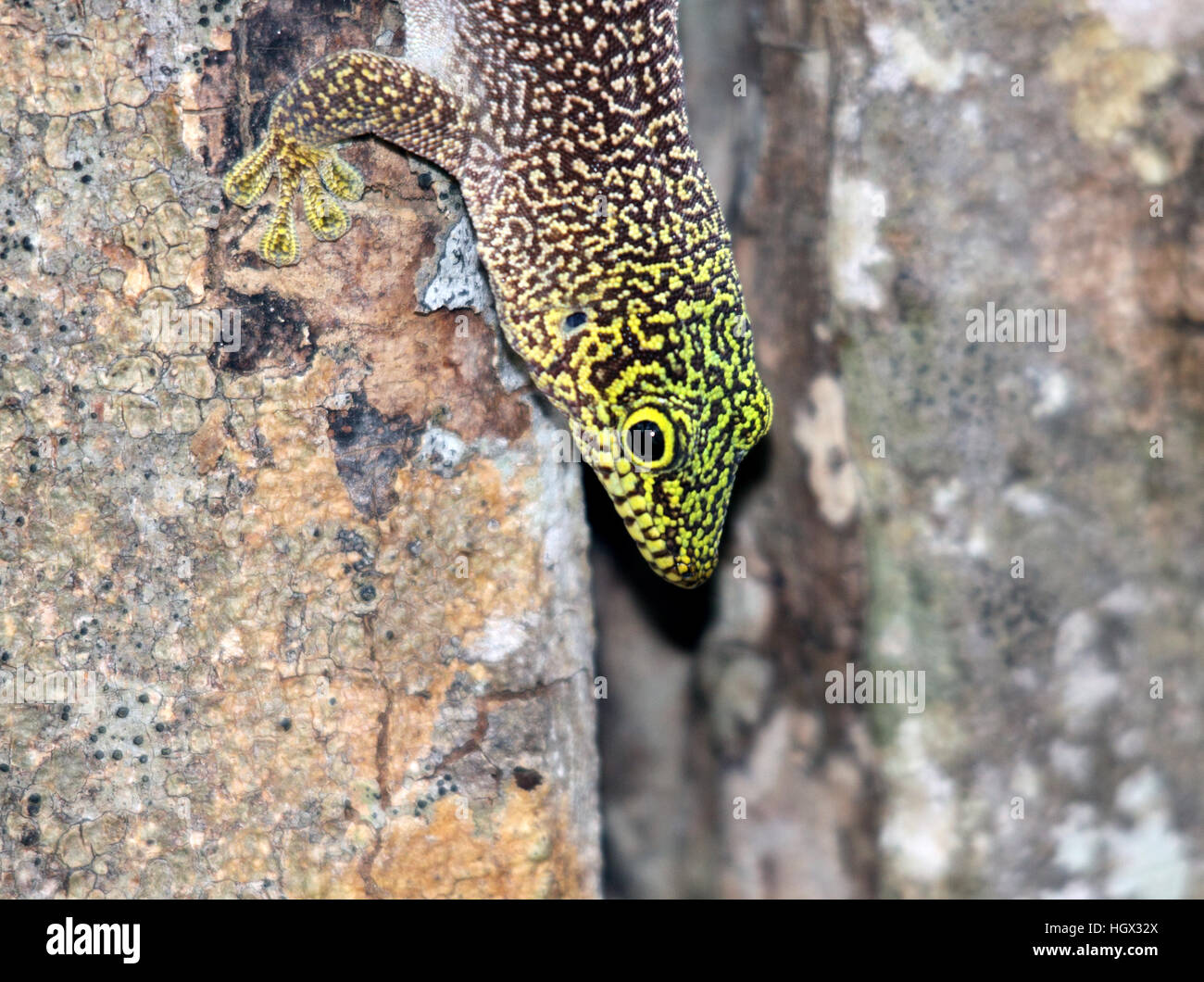 Standings day gecko hi-res stock photography and images - Alamy