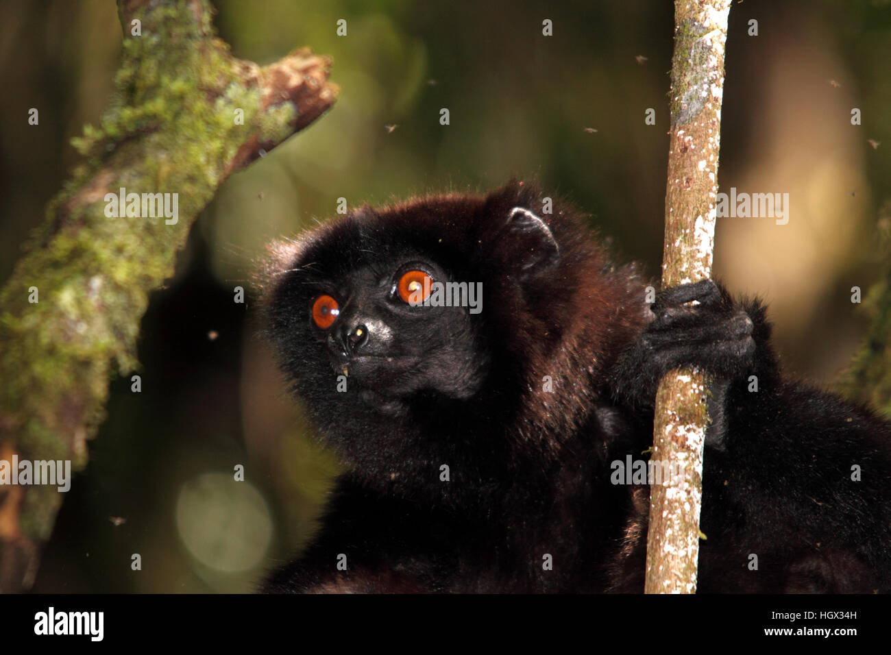 Edwards sifaka hi-res stock photography and images - Alamy