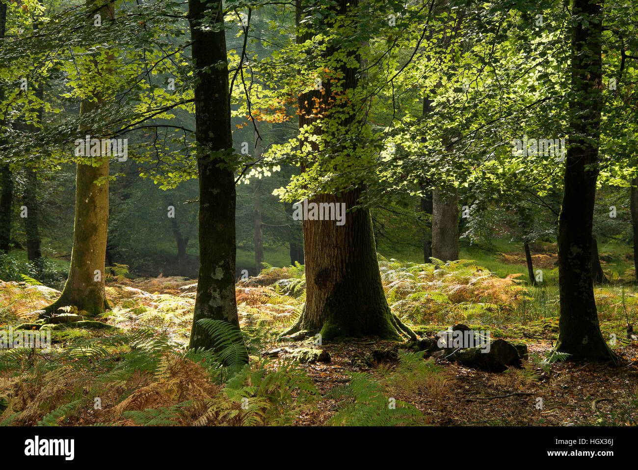 English forest sunset hi-res stock photography and images - Alamy