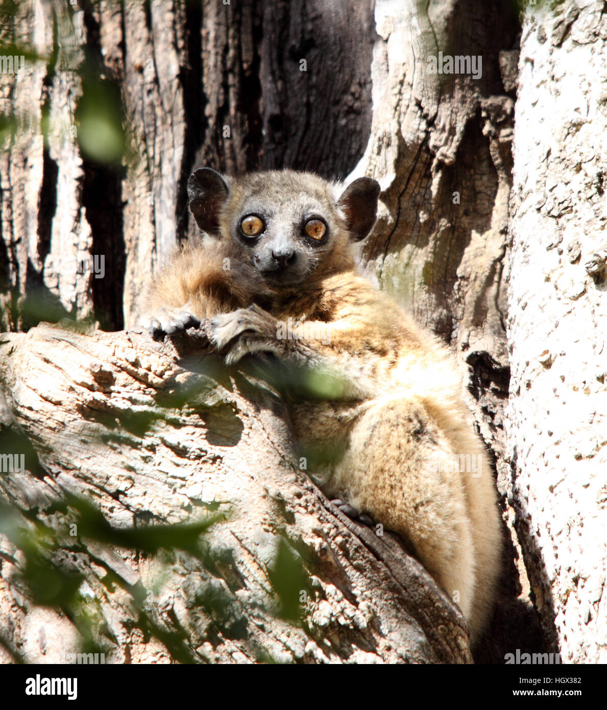 Hubbards sportive lemur hi-res stock photography and images - Alamy