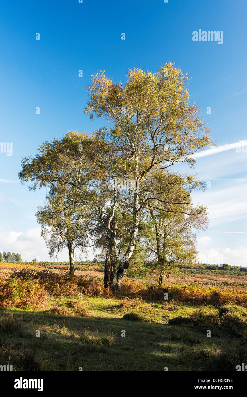 Silver birch trees in group hi-res stock photography and images - Alamy
