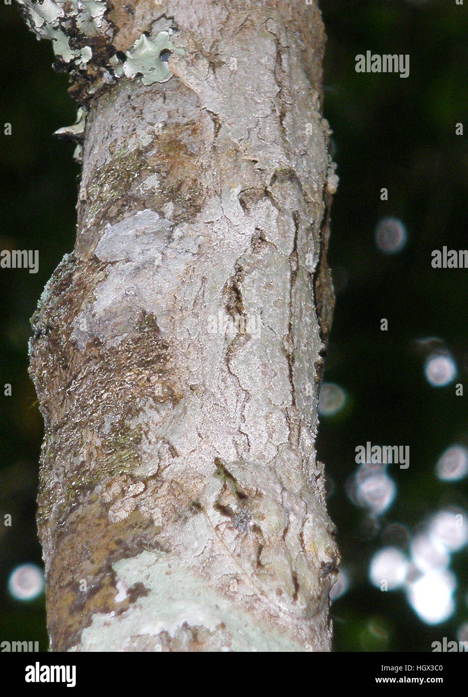 Mossy Leaf-Tailed Gecko, Parc National D'Andasibe, Madagascar Stock ...