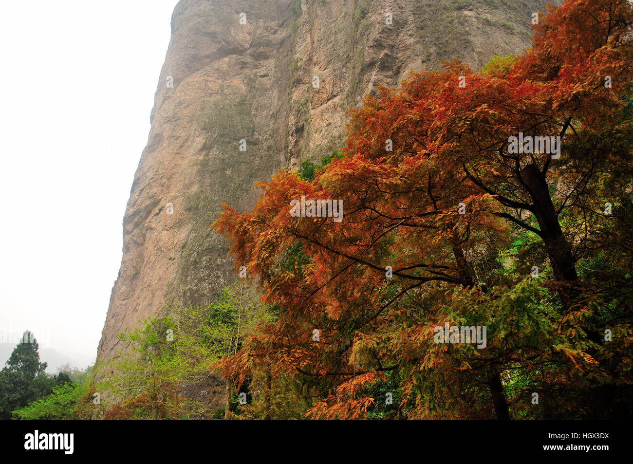 A dawn redwood tree with changing foliage in autumn near a rock cliff ...