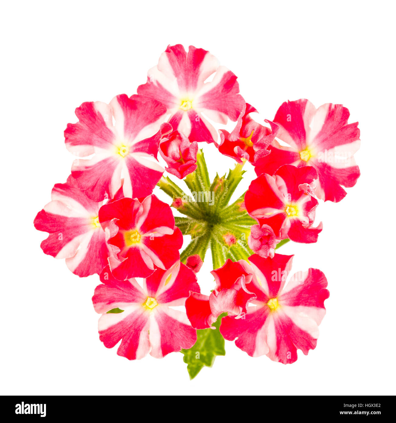 Blooms top down hi-res stock photography and images - Alamy