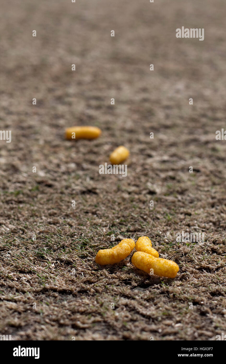 Orange grubs hi-res stock photography and images - Alamy