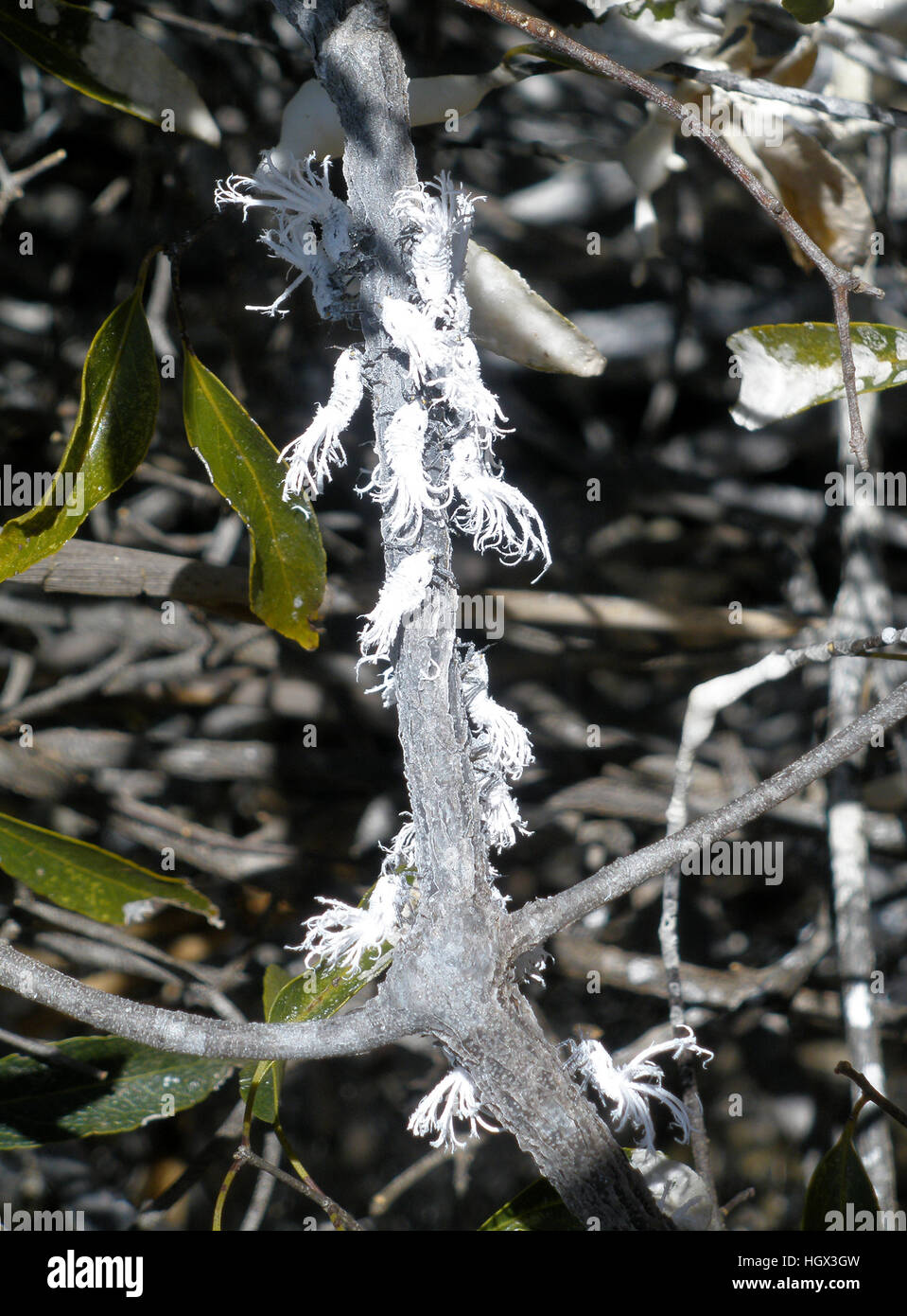 Flatid Leaf Bug Nymph, Parc National D'Ankarafantsika, Madagascar Stock ...