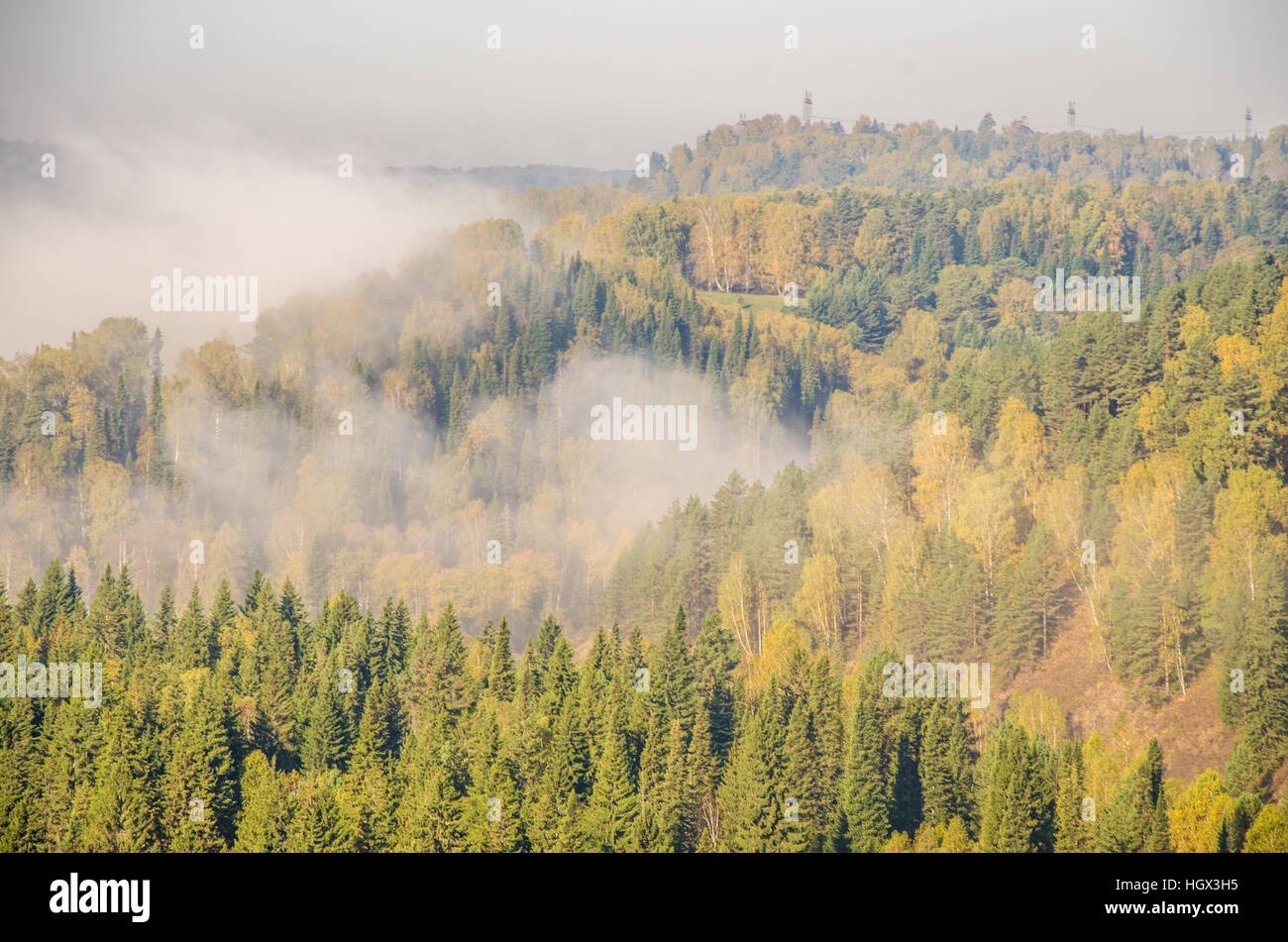 conifer tree at the top in the morning mist. thick morning mist in ...