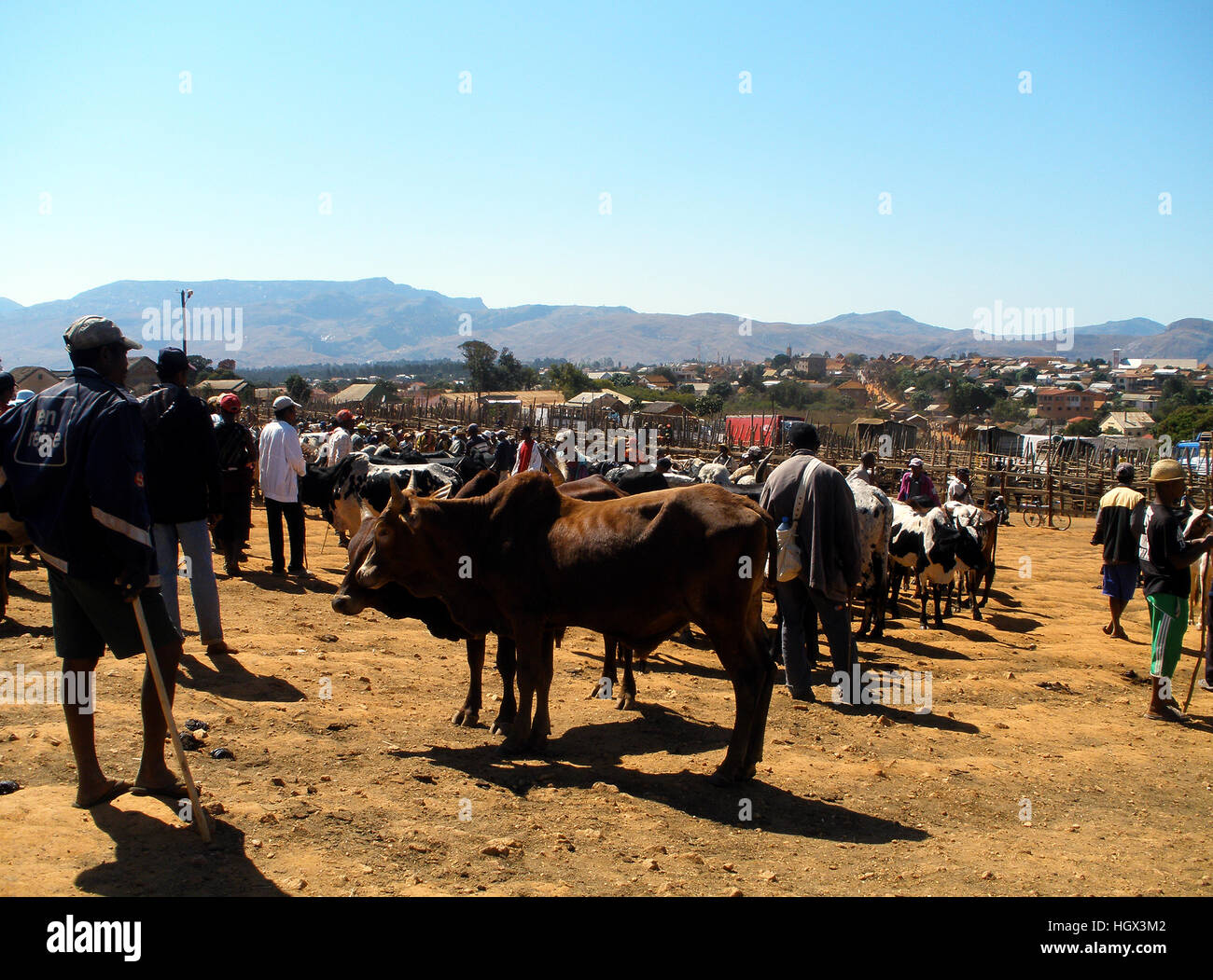 Madagascar zebu hi-res stock photography and images - Alamy