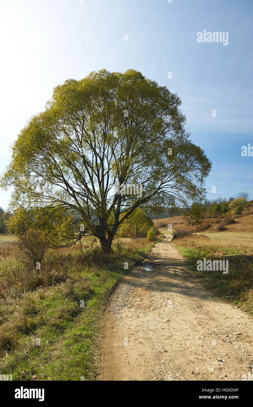 Summer country road big tree hi-res stock photography and images - Alamy