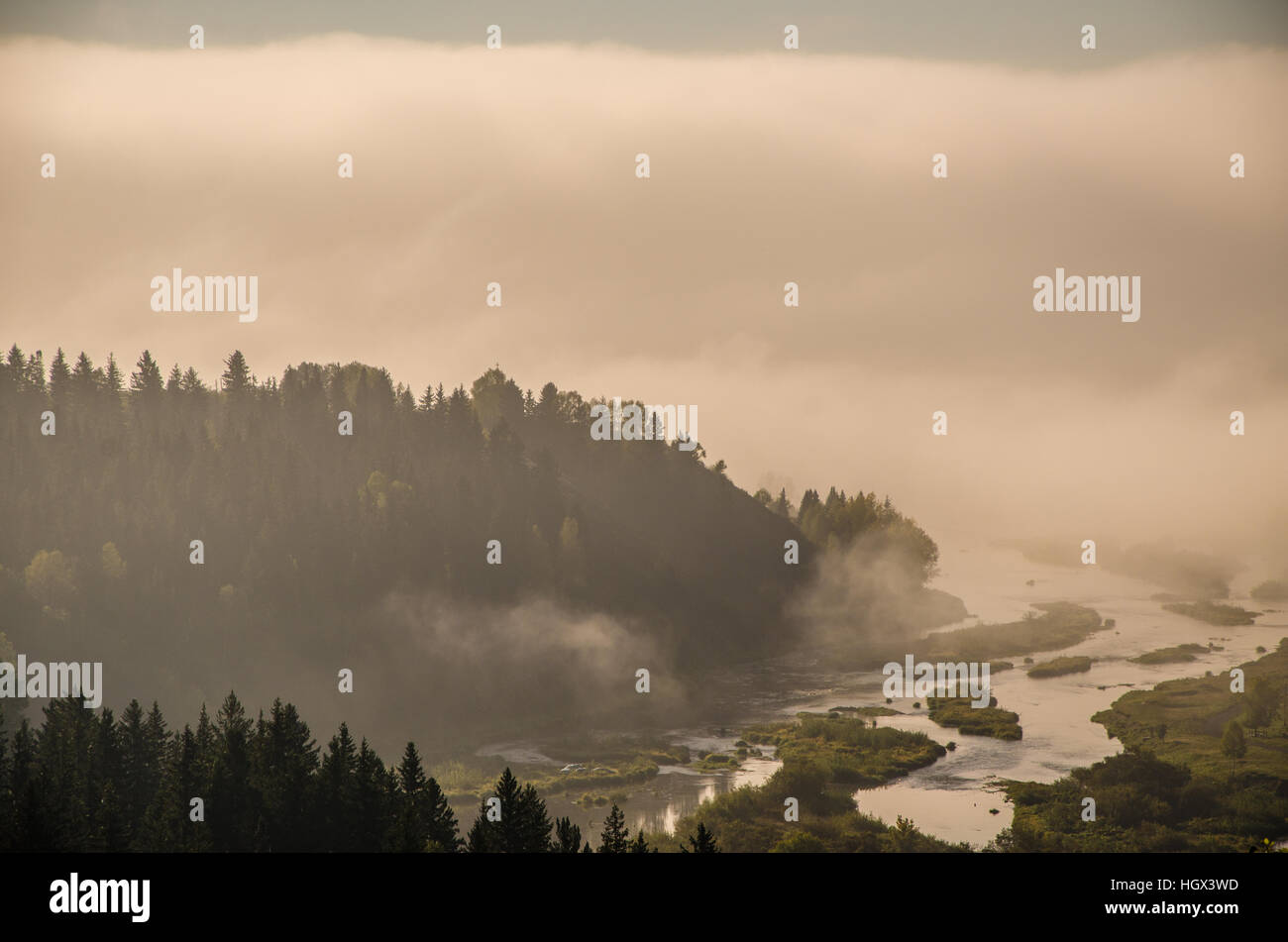 conifer tree at the top in the morning mist. thick morning mist in ...