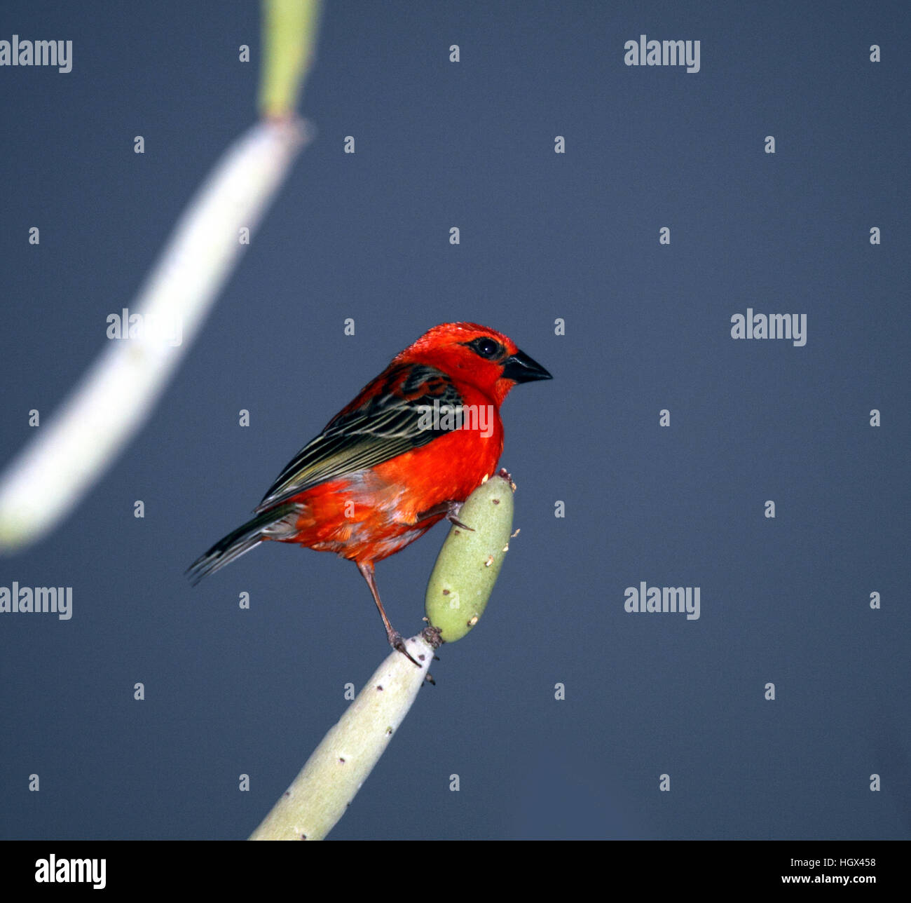 Toliara hi-res stock photography and images - Alamy