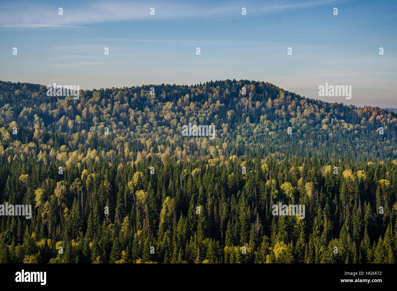 conifer tree at the top in the morning mist. thick morning mist in ...