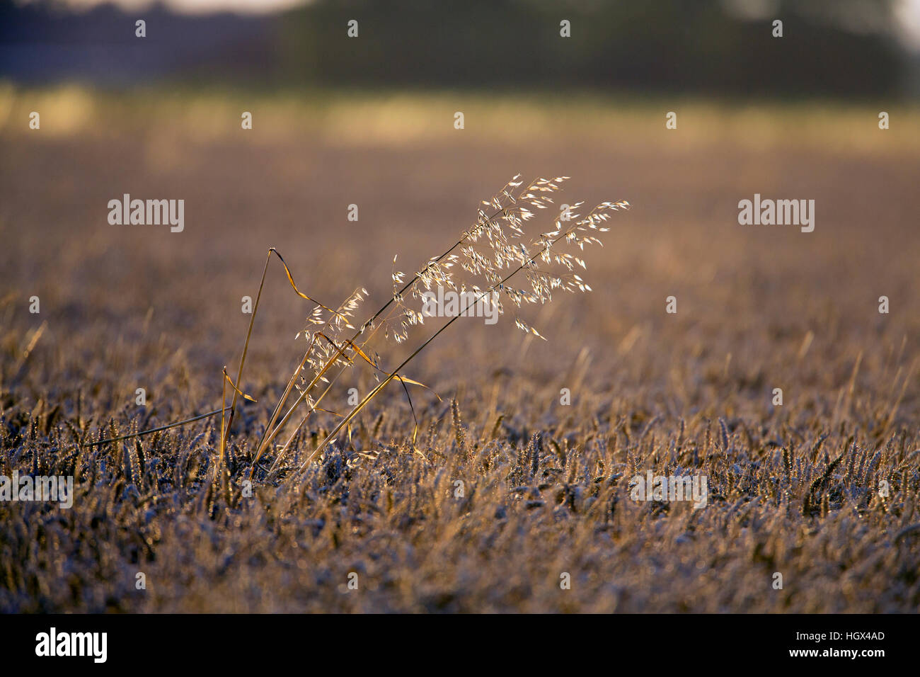 Oats growing hi-res stock photography and images - Alamy