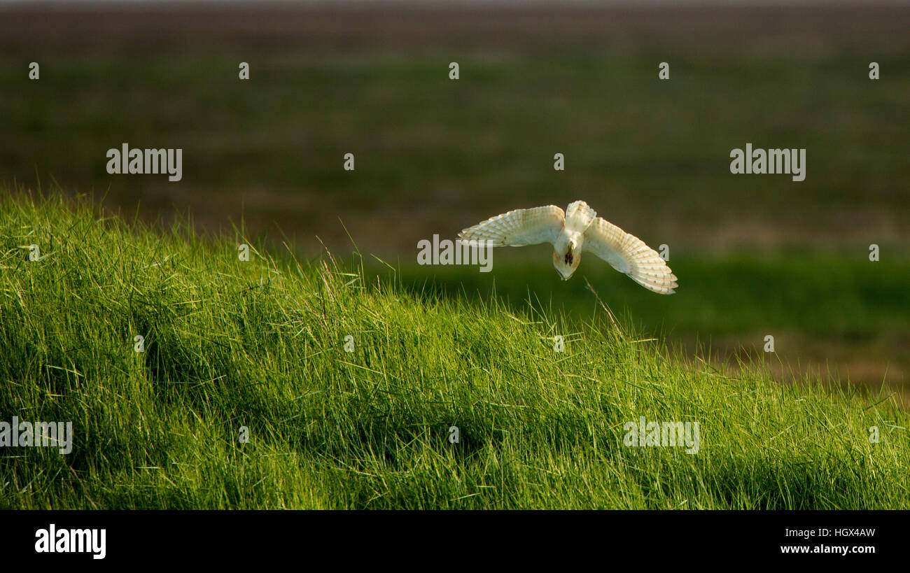 Barn owl (Tyto alba) about to pounce on prey in the long grass Stock ...