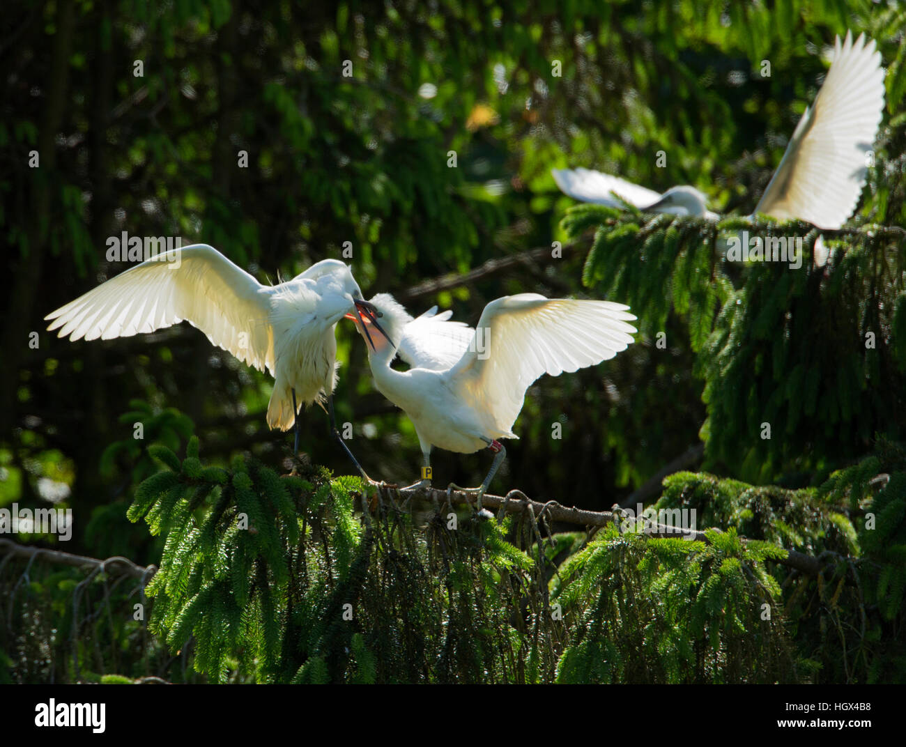 Little egret nest hi-res stock photography and images - Alamy
