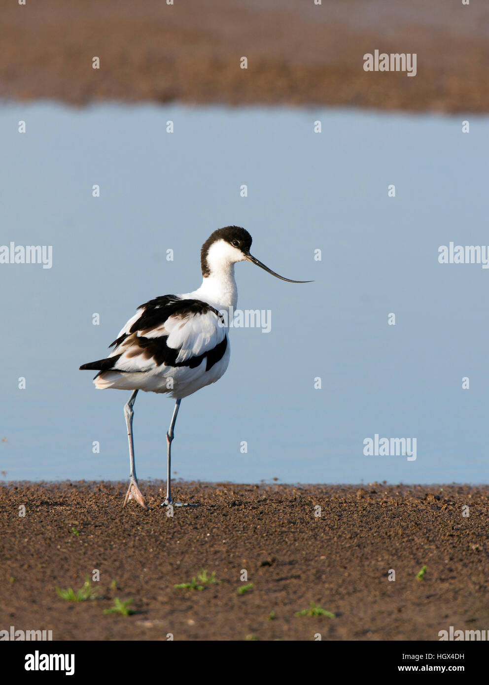Avocet Recurvirostra avosetta looking back. . Avocette élégante ...