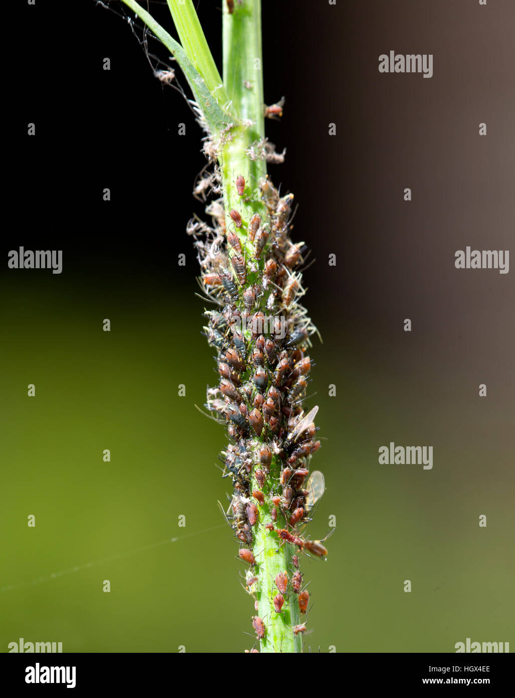 Sap feeding insects hi-res stock photography and images - Alamy