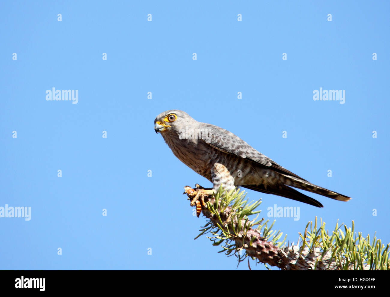Reniala Nature Reserve High Resolution Stock Photography and Images - Alamy