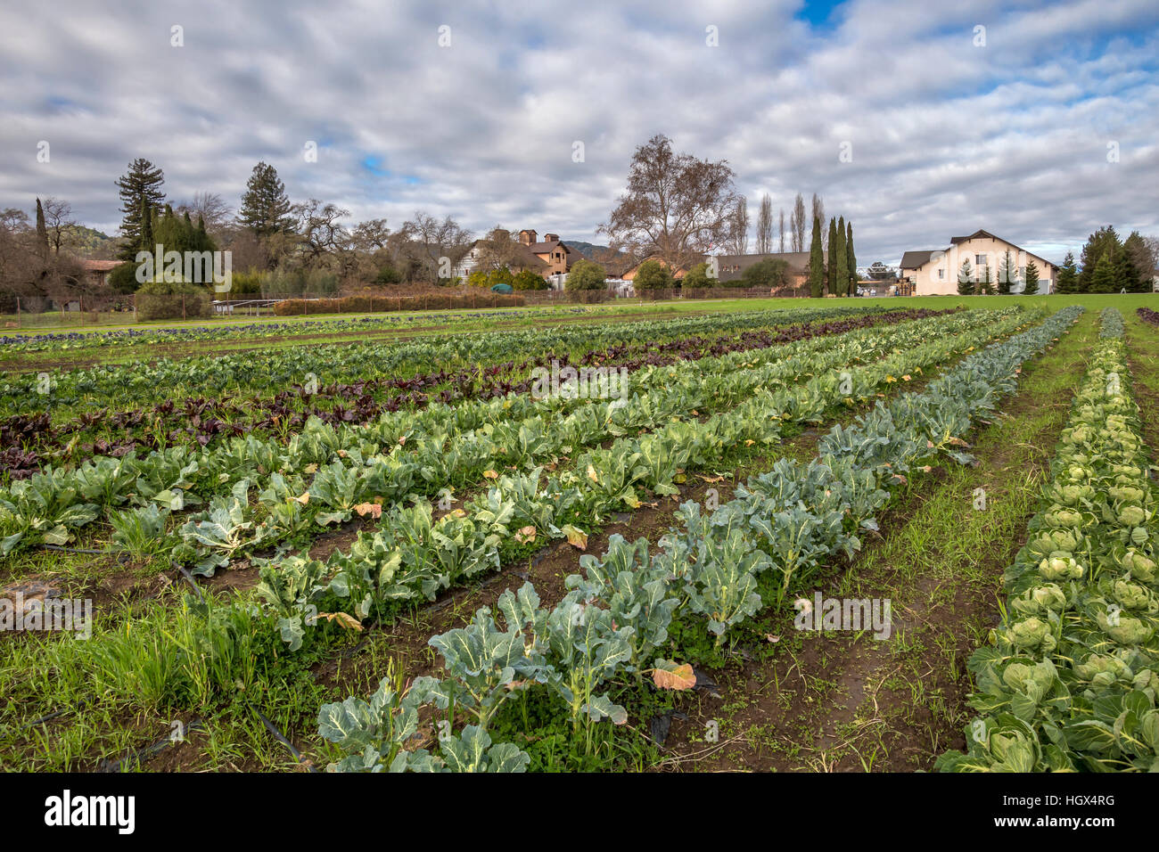 Trefethen winery california hi-res stock photography and images - Alamy