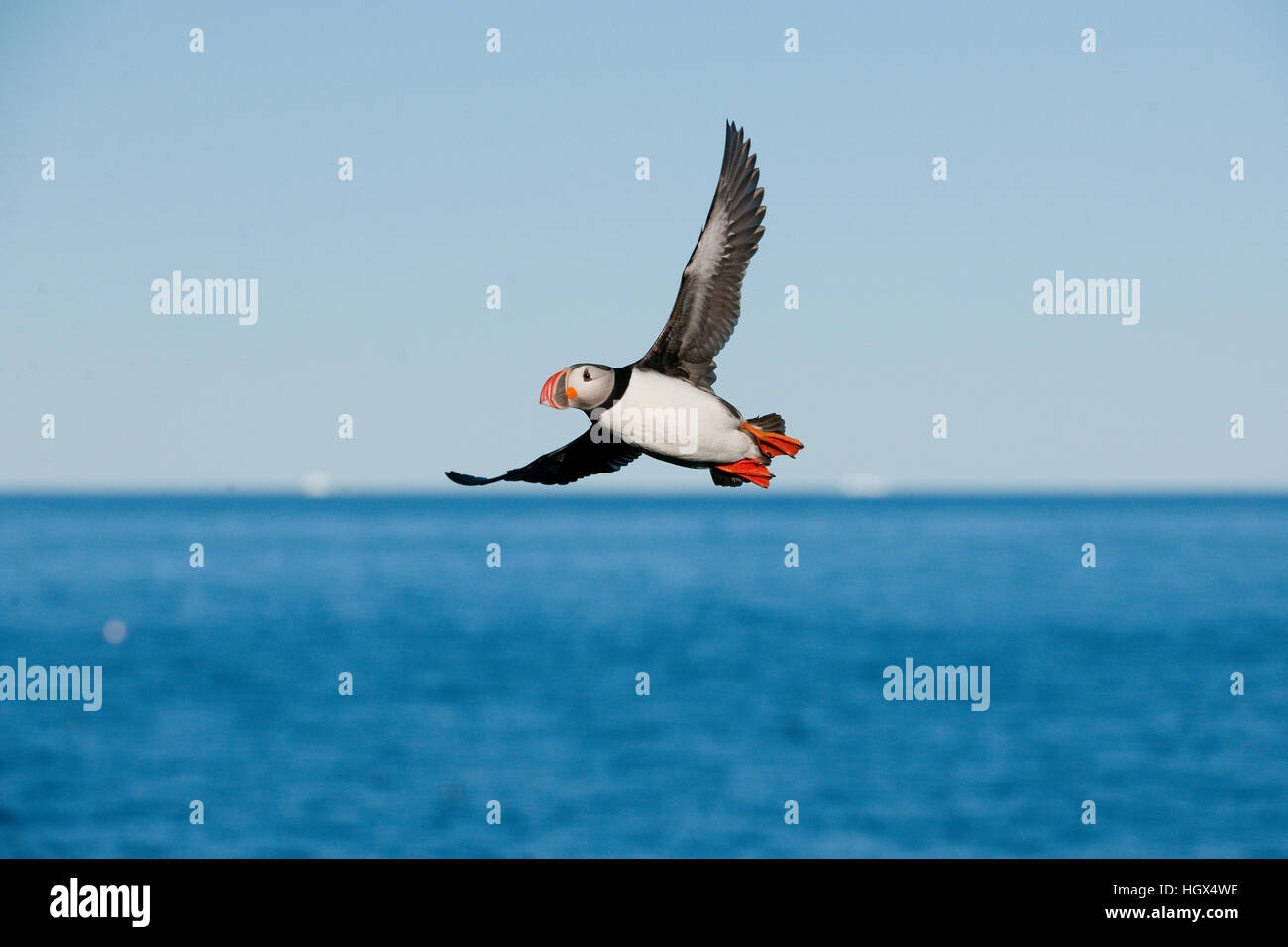 Atlantic puffin flying near a small island near Thule, Greenland Stock ...