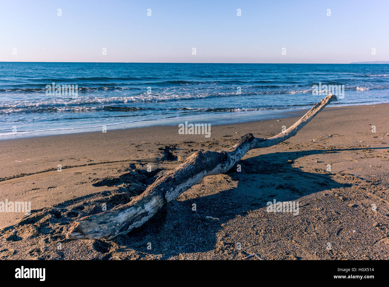 Tree trunk on the beach on Tuscany Stock Photo - Alamy