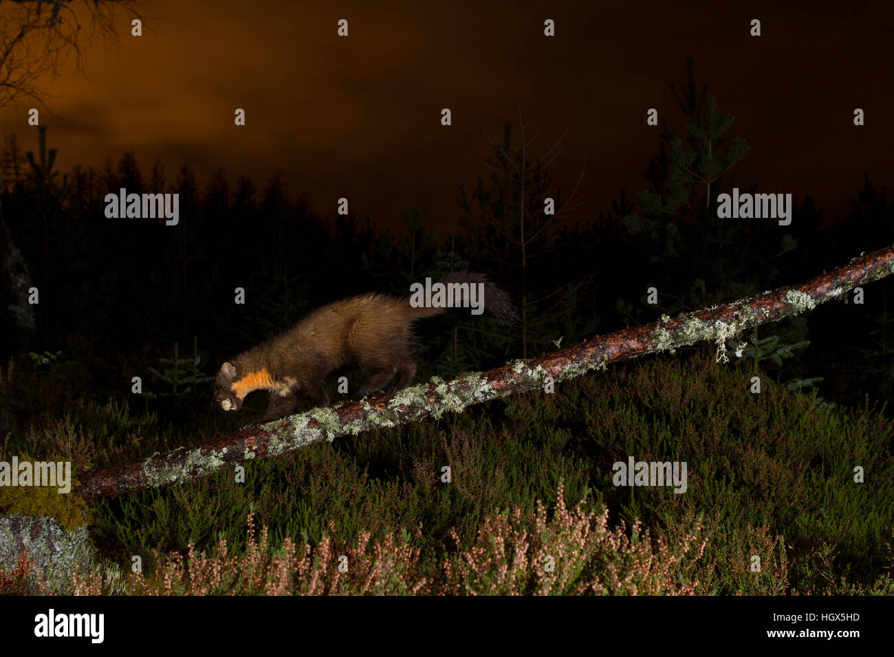 Marten hunting tree hi-res stock photography and images - Alamy