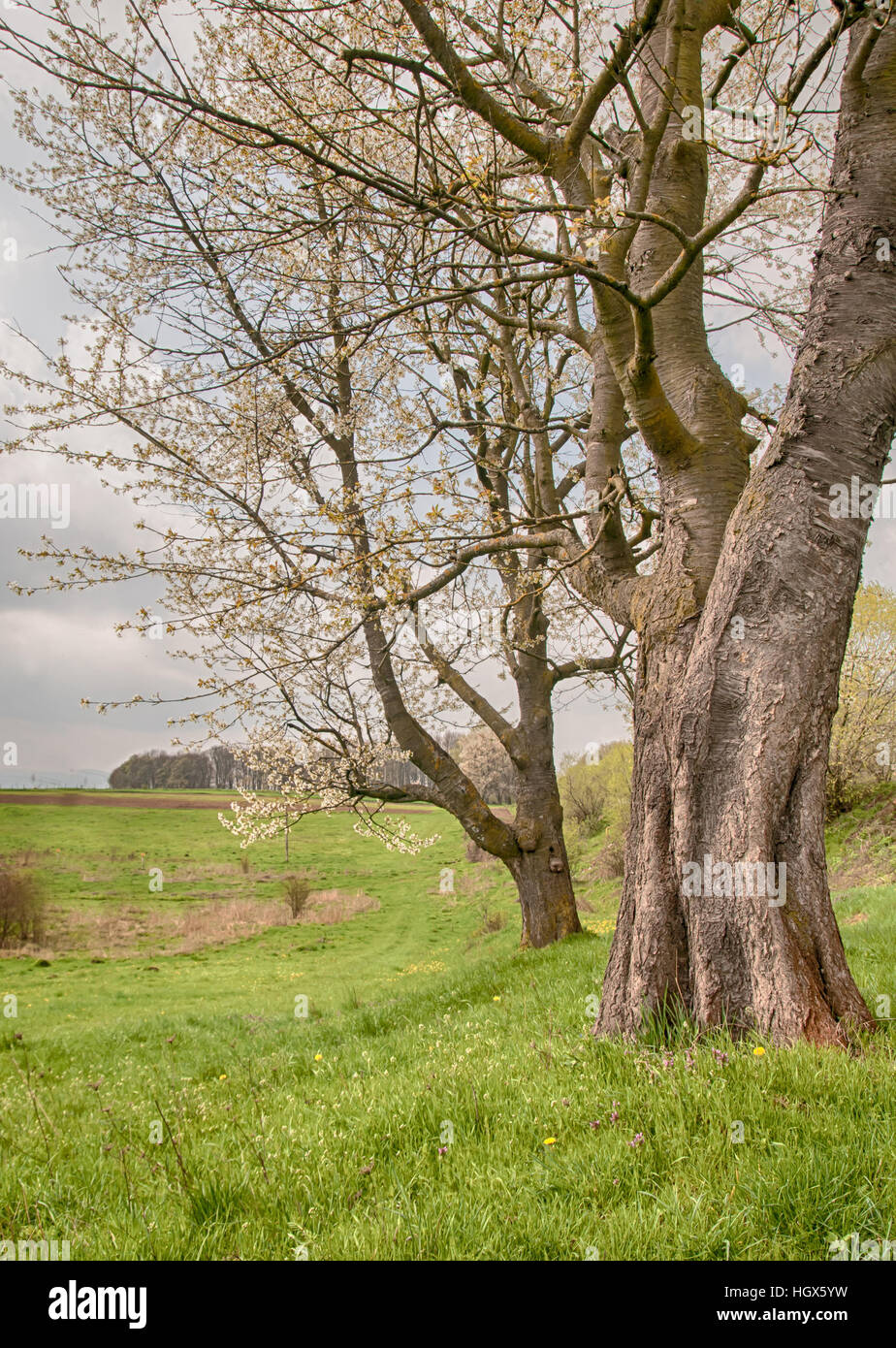 single blossoming tree in spring Stock Photo - Alamy
