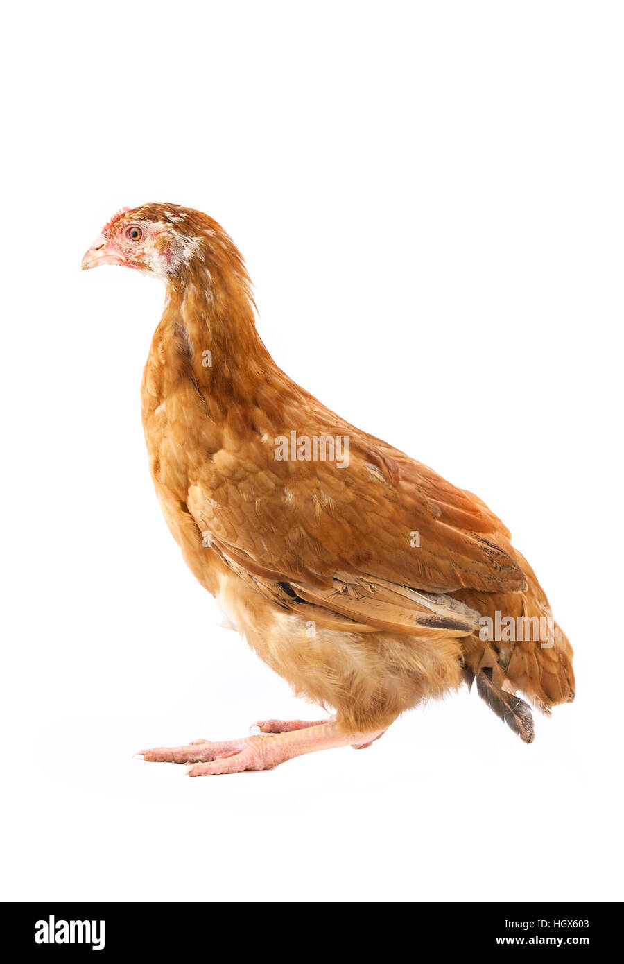 chicken is isolated on a white background Stock Photo - Alamy