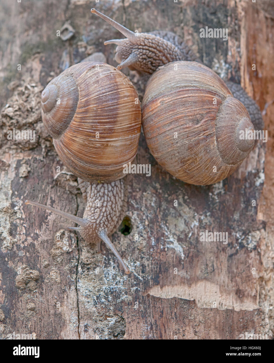Pair garden hi-res stock photography and images - Alamy