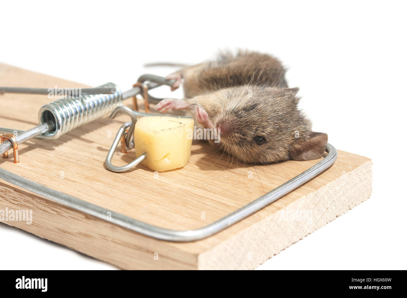mouse in a spring-loaded mouse trap isolated on white Stock Photo - Alamy