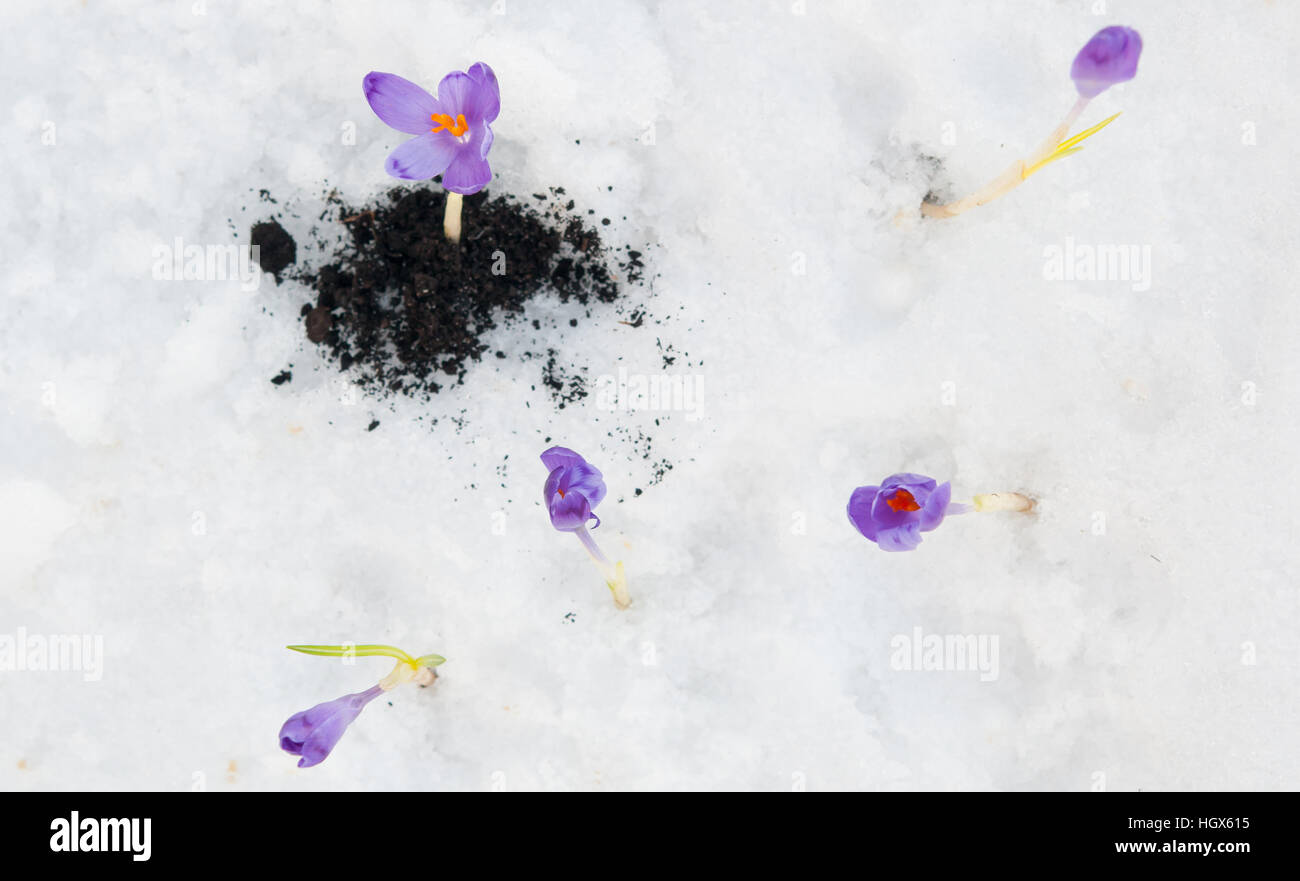 Arctic thaw hi-res stock photography and images - Alamy
