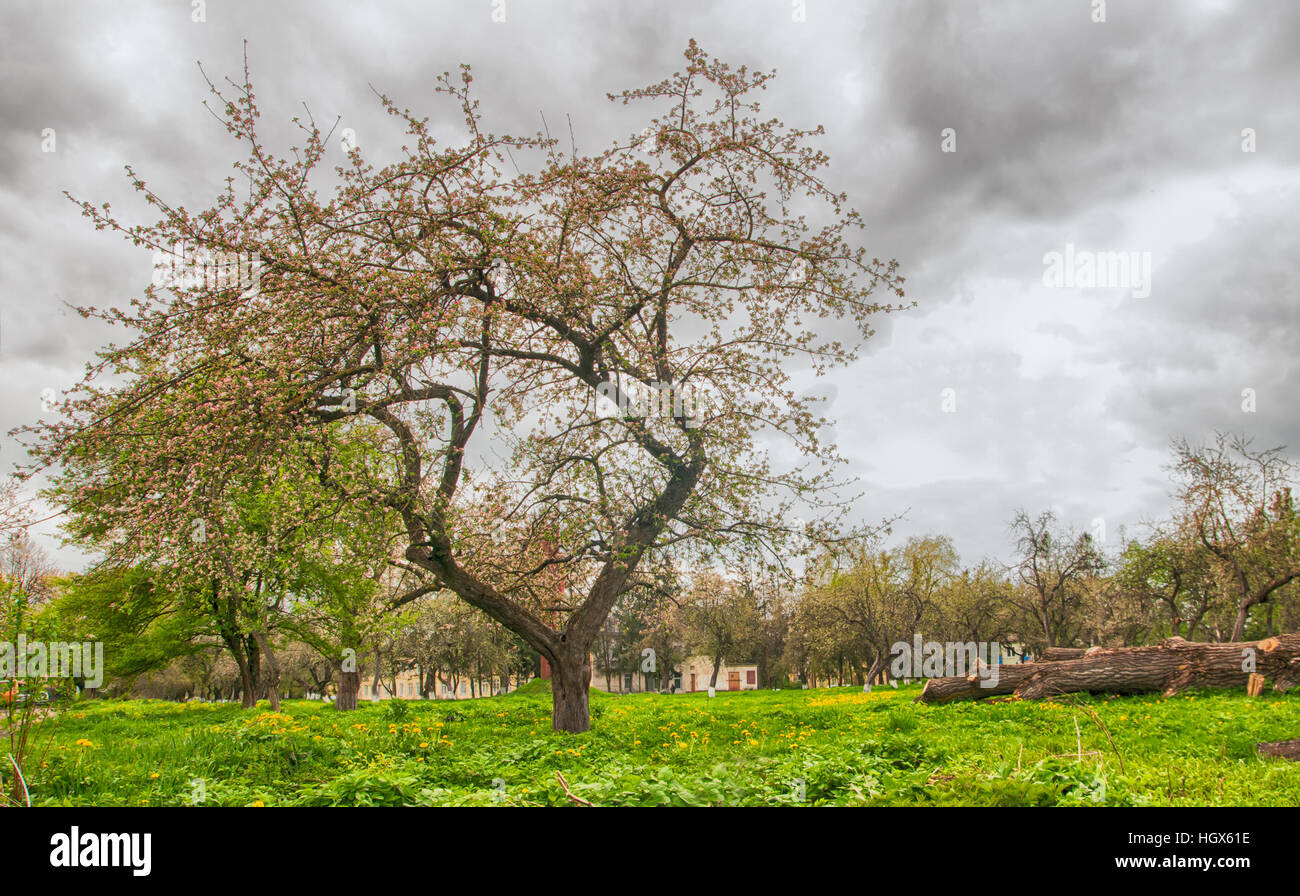 spring tree and blue sky Stock Photo - Alamy