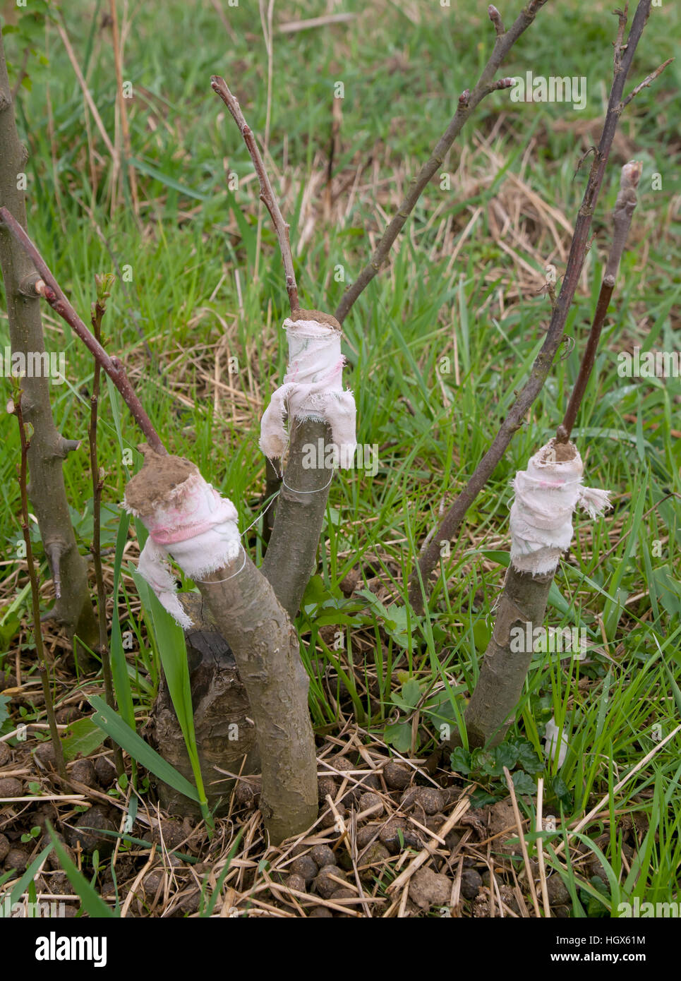 apple trees renovation by the grafting Stock Photo - Alamy